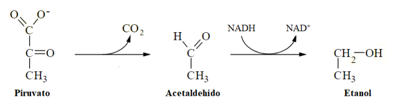 Metabolismo De La Glucosa En La Fermentación Alcohólica